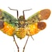 Penthicodes Farinosa Tulia). Real Insect Specimen. - Etsy