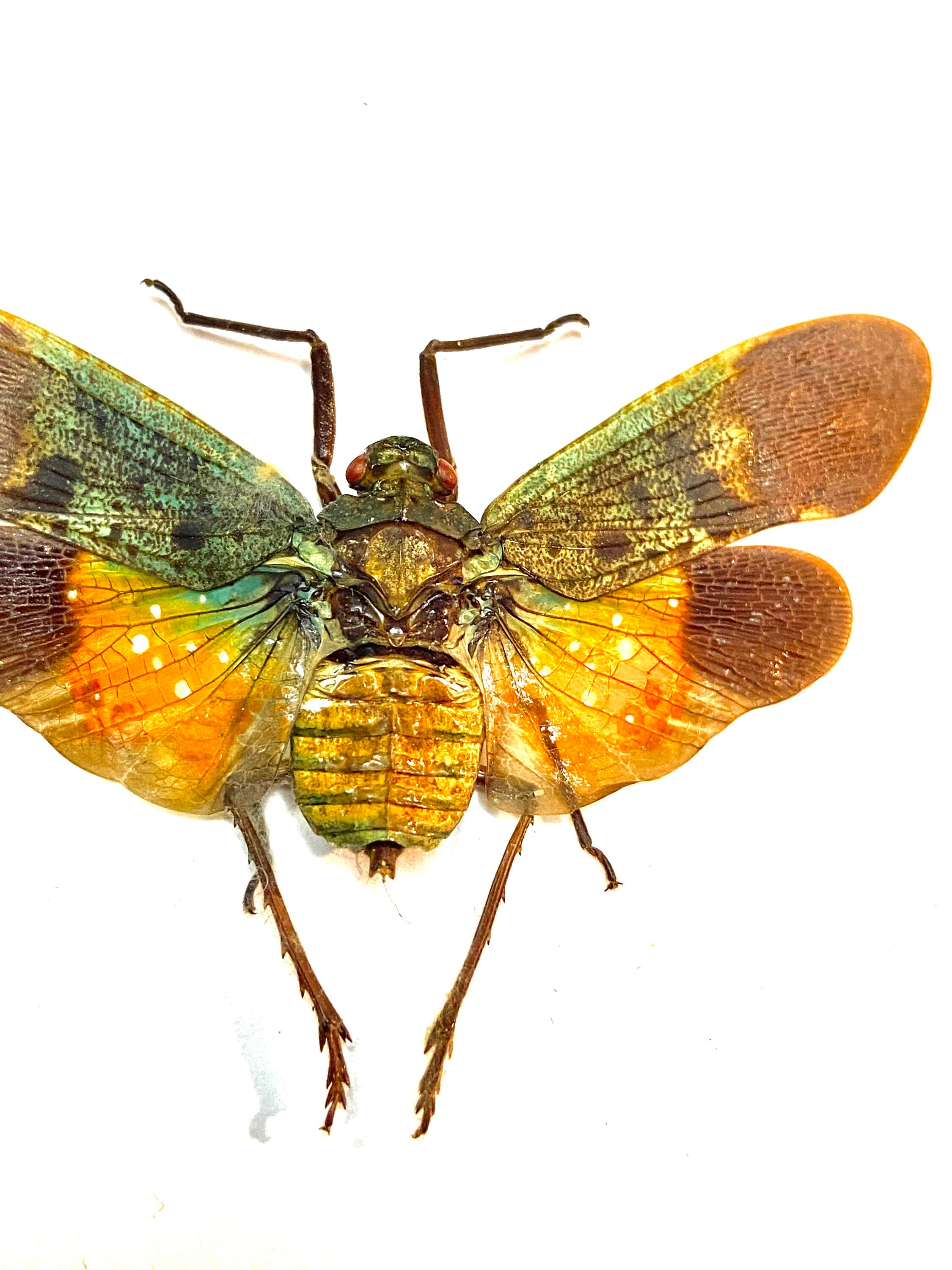 Penthicodes Farinosa Tulia). Real Insect Specimen. - Etsy