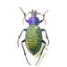 Carabus Elysii. Chinese Ground Beetle. Real Insect Specimen ...