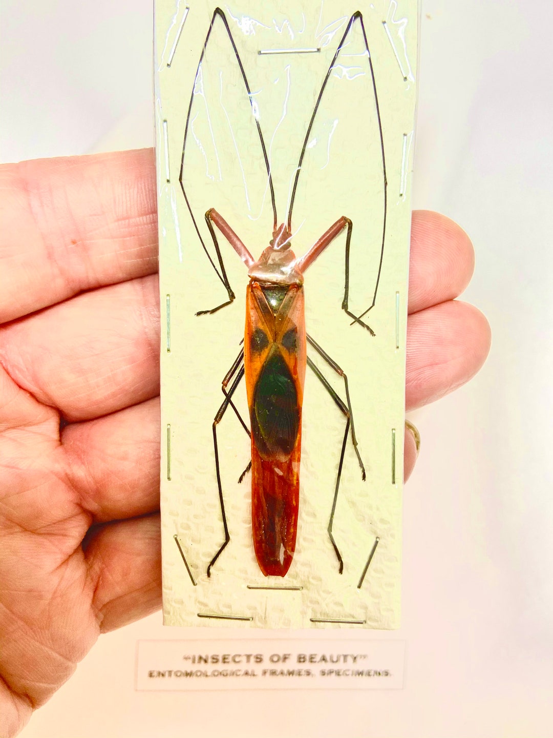 Red Stink Bug (lohita Grandis) Real Specimen. INSECT Specimen.butterfly ...