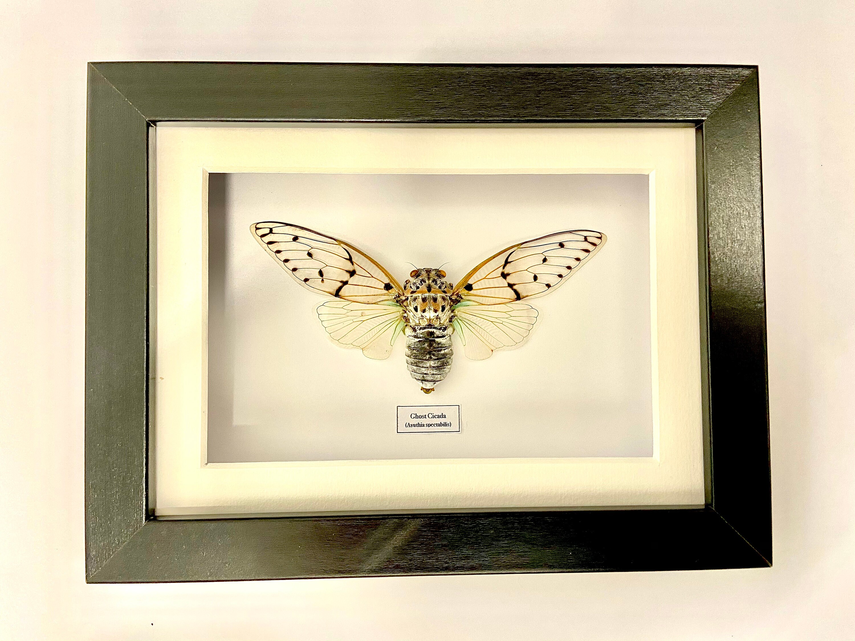 Ghost Cicada (ayuthia Spectabilis) Real Insect Specimen. Framed. - Etsy