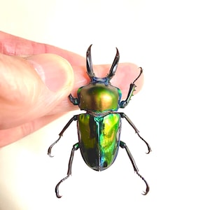 Rainbow Stag Beetle (phalacrognathus Muelleri) Real Specimen. Beetle ...