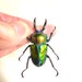 Rainbow Stag Beetle (phalacrognathus Muelleri) Real Specimen. Beetle ...