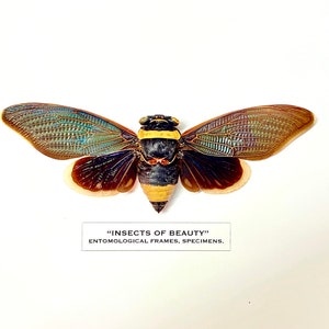 Cicada.(tacua Speciosa) Real Specimen - Etsy