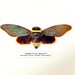 Cicada.tacua Speciosa Real Specimen - Etsy