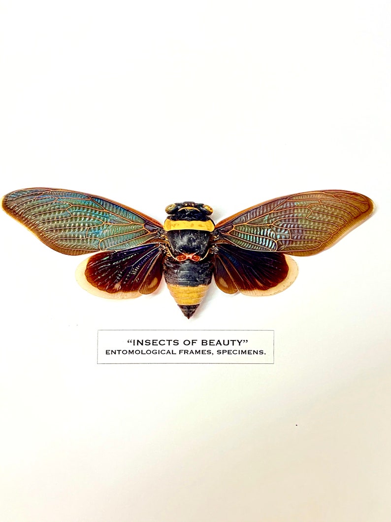 Cicada.(tacua Speciosa) Real Specimen - Etsy