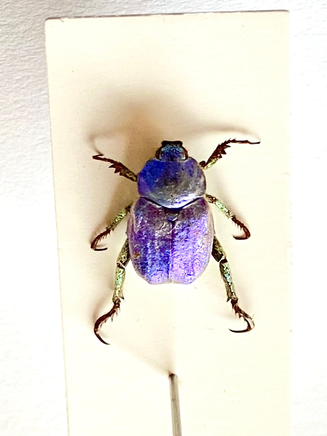 Blue Scarab (hoplia Coerulea) Real Specimen.insectsofbeautyuk. Beetle ...