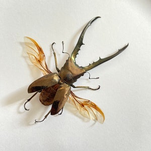 Longjaw Stag Beetle (cyclommatus - Etsy