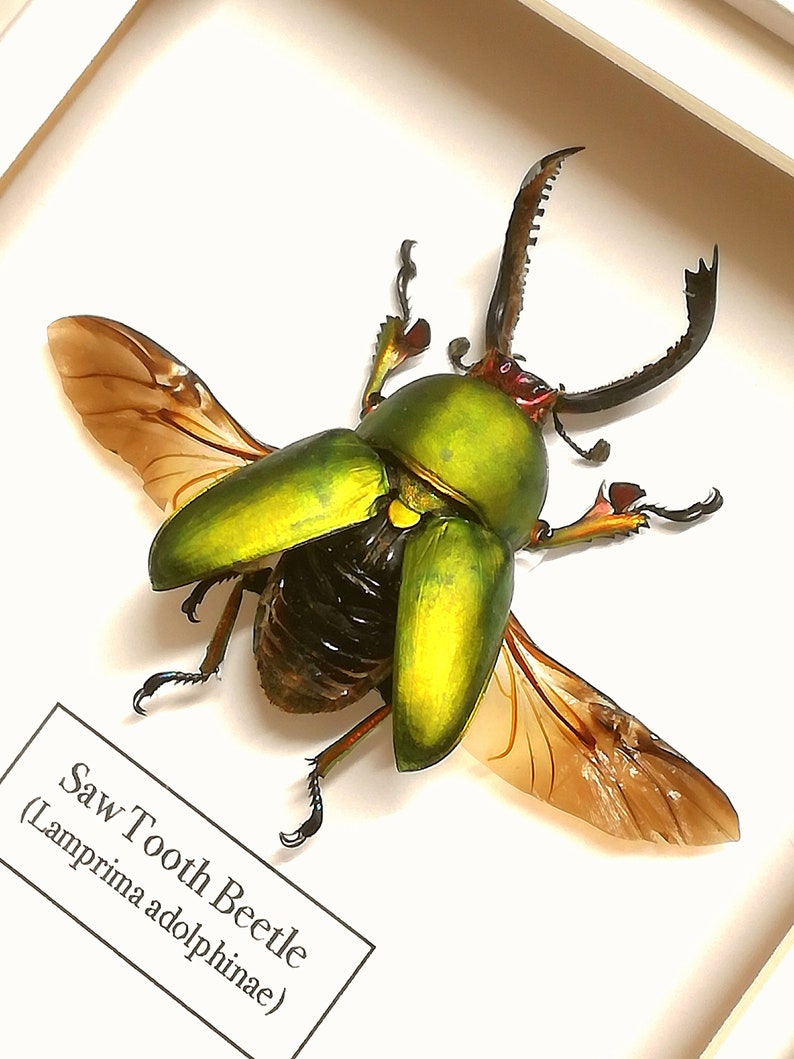 Saw Tooth Beetle lamprima Adolphinae Real Insect Framed - Etsy UK