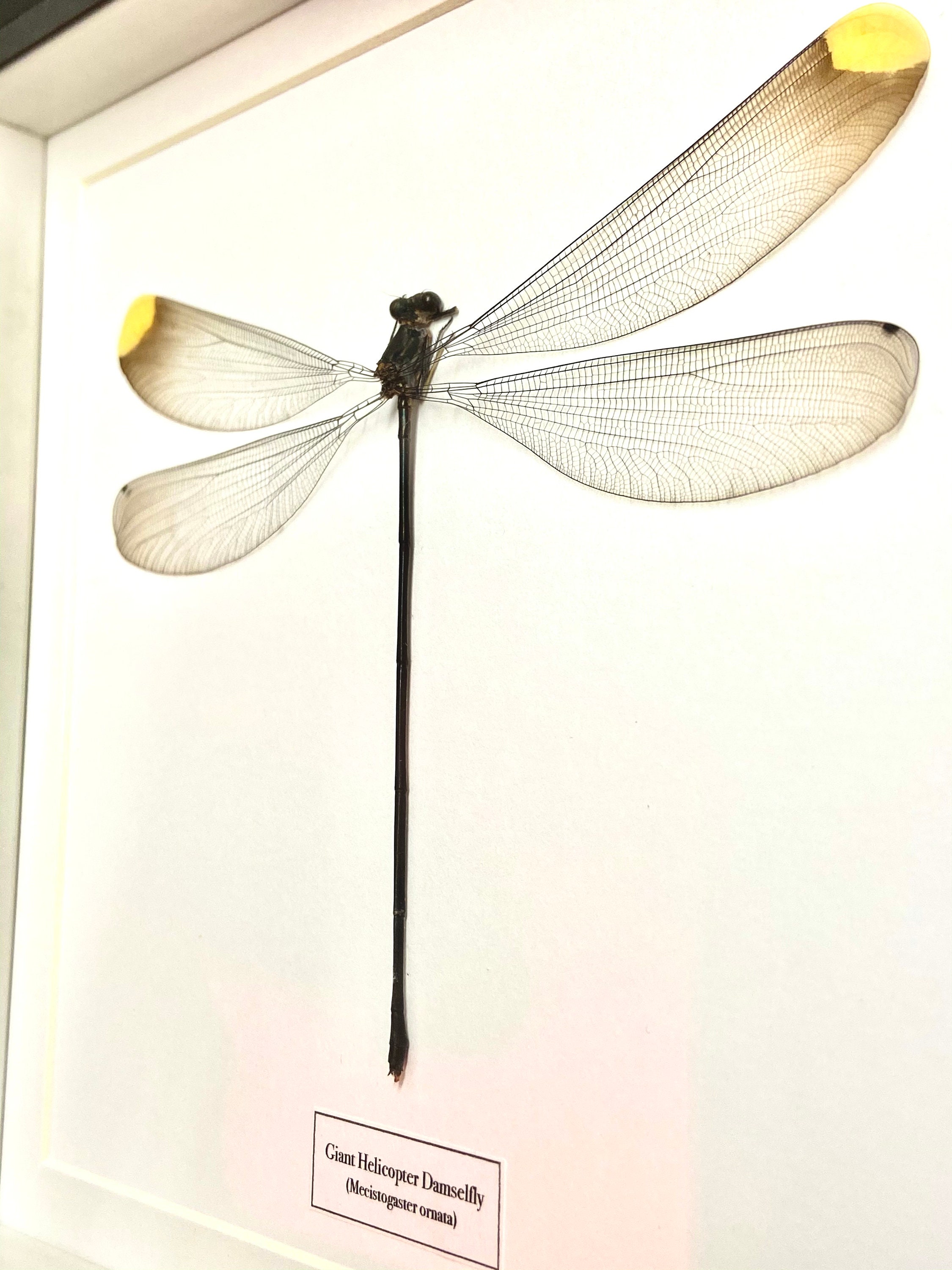 Giant Helicopter Damselfly mecistogaster Ornate Real Framed - Etsy