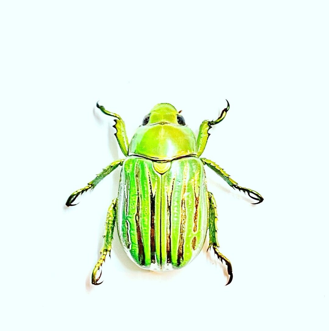 Glorious Scarab chrysina Gloriosa Real Specimen - Etsy