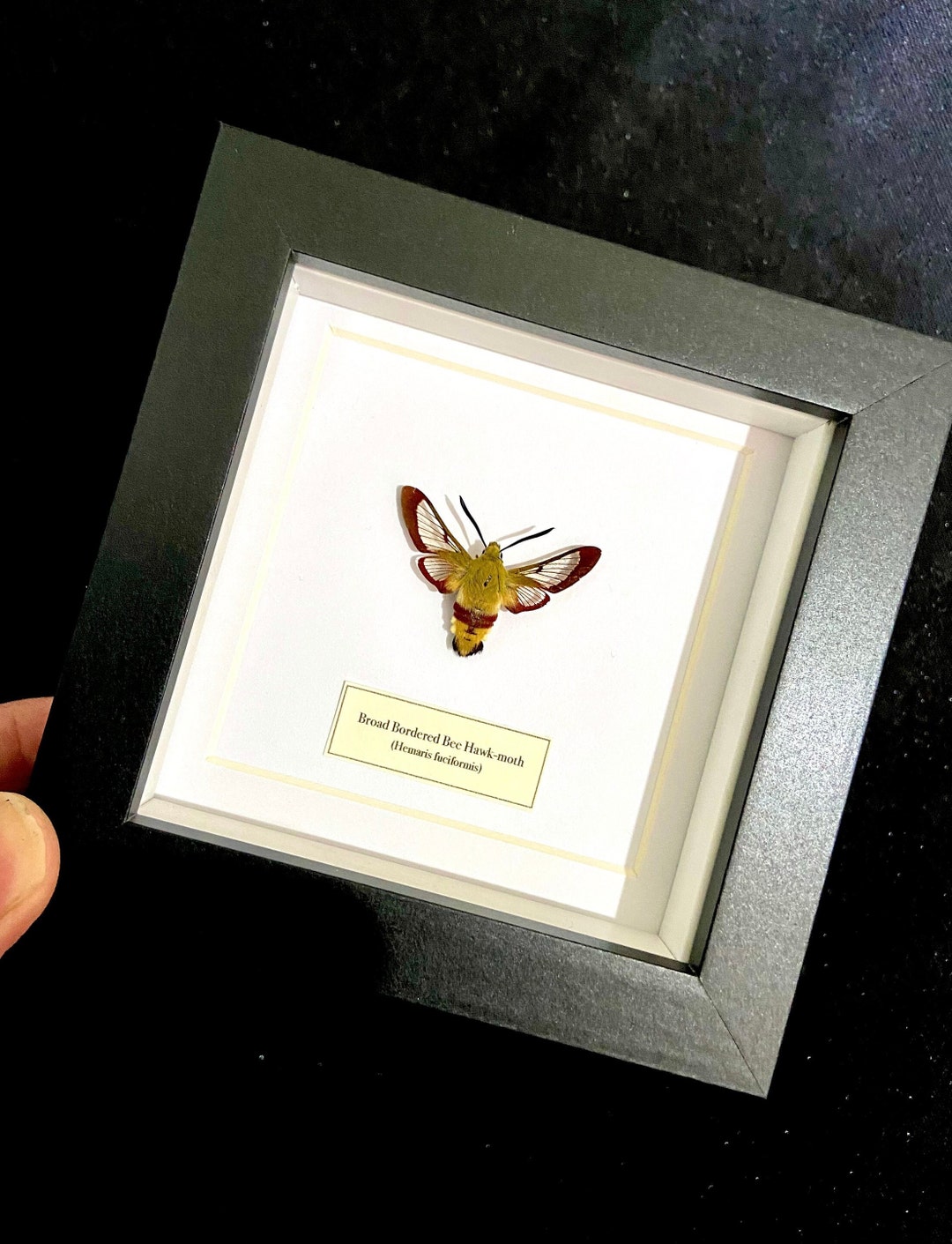 Broad Bordered Bee Hawk-moth. Hemaris Fuciformis. Frame. Sphinghidae ...