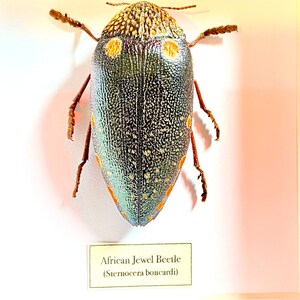 African Jewel Beetle sternocera Boucardi Framed - Etsy