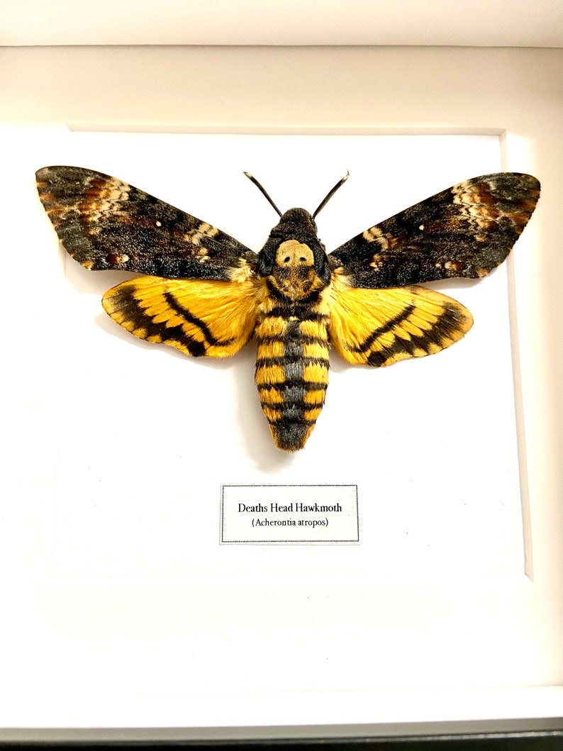 Deaths Head Hawkmoth acherontia Atropos Real Insect Framed. - Etsy