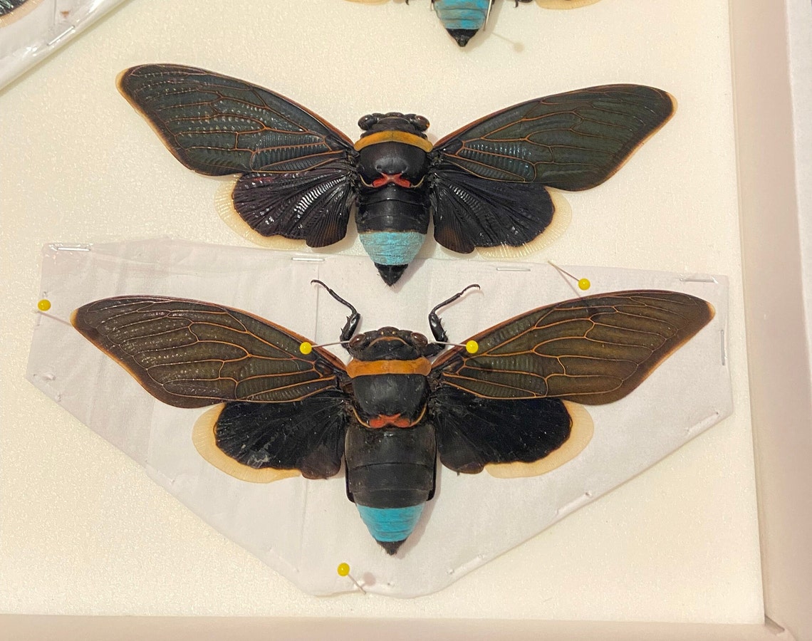 Cicada.(tacua Speciosa) Real Specimen - Etsy