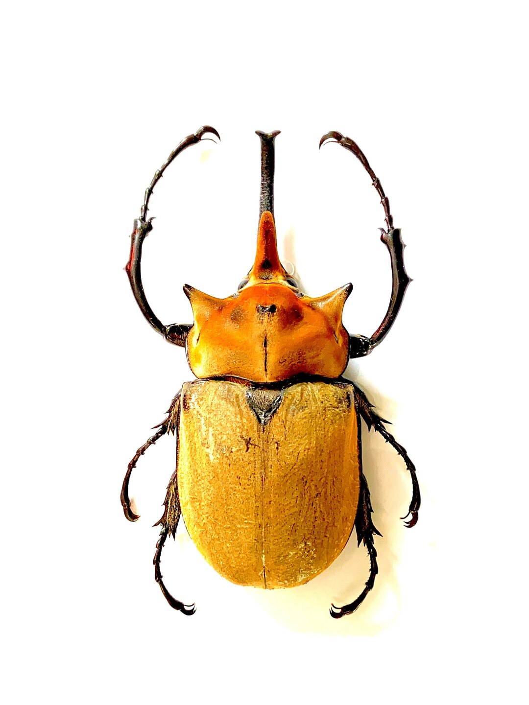 Elephant Beetle megasoma Elephas Real Huge Specimen. Beetle. Insect ...