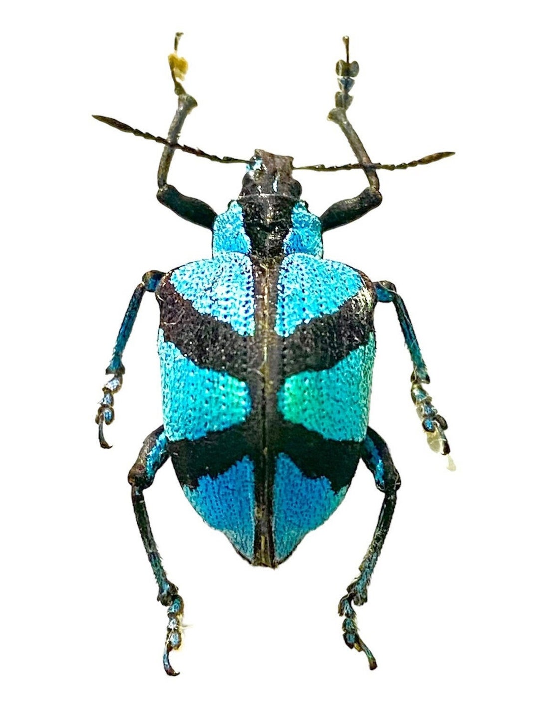 Metallic Blue Weevil. Polyteles Decussatus. Beetle. Real Insect ...