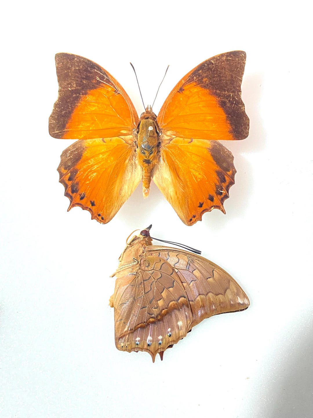 Charaxes Butterfly. Charaxes Affinis . Real Un-set Specimen ...