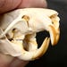 Brown Rat Skull (rattus Norvegicus) Genuine Skull. Rodent. Rat. Bones ...