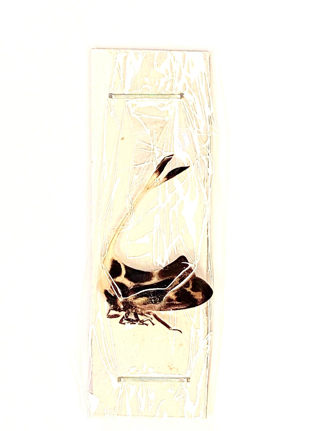 Leaf Hopper (gigantorhobdus Enderleine) Real Specimen - Etsy