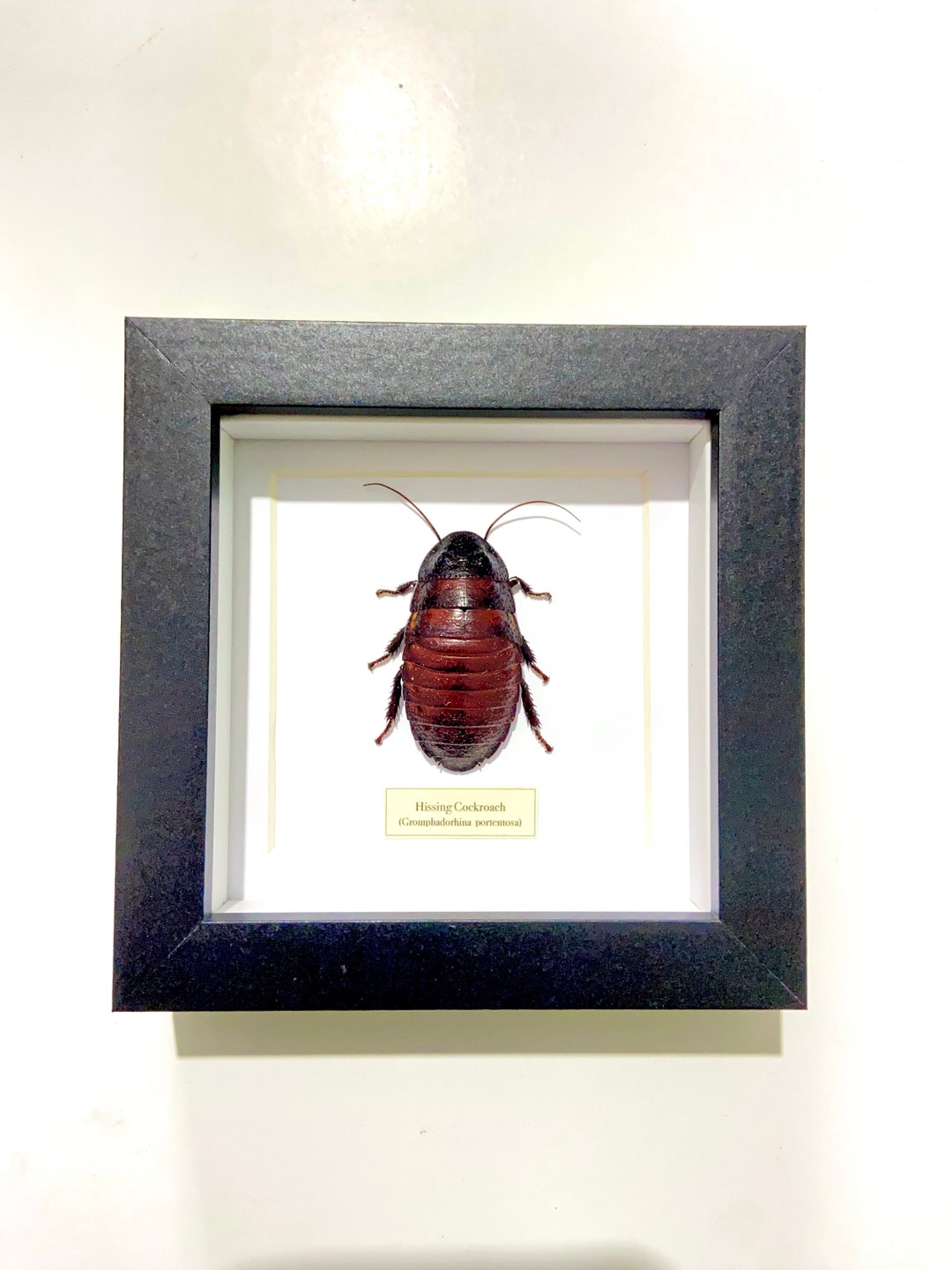 Madagascan Hissing Cockroach (gromphadorhina Portentous) Cockroach ...