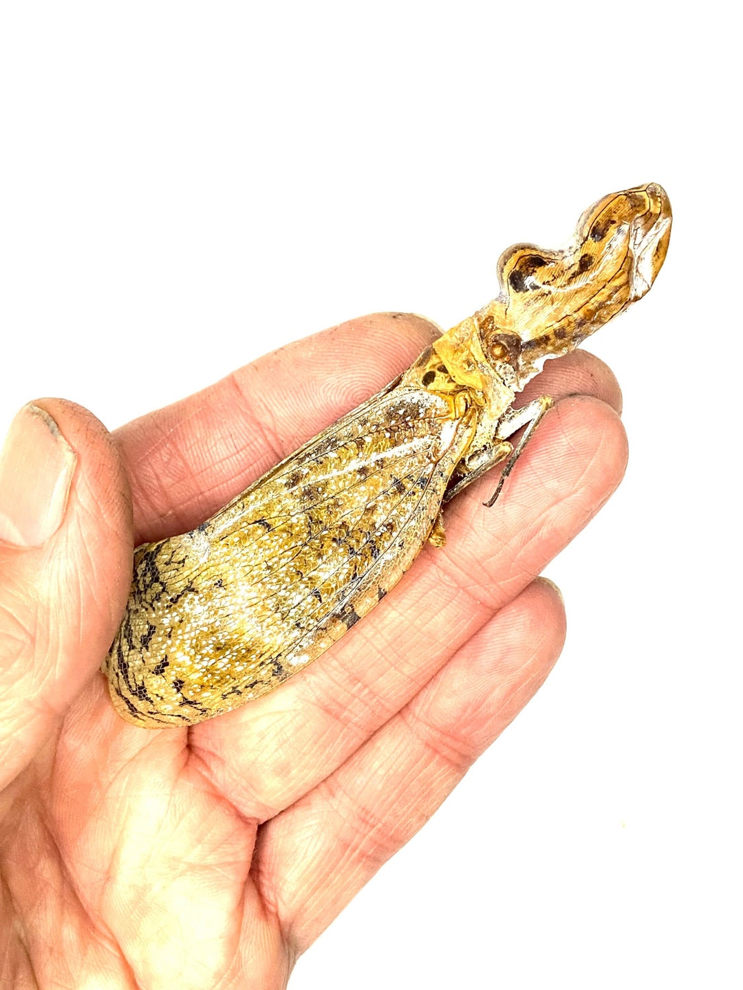 Peanut Head Bug (fulgora Laternaria) Real Specimen.lantern Fly.fulgorid ...