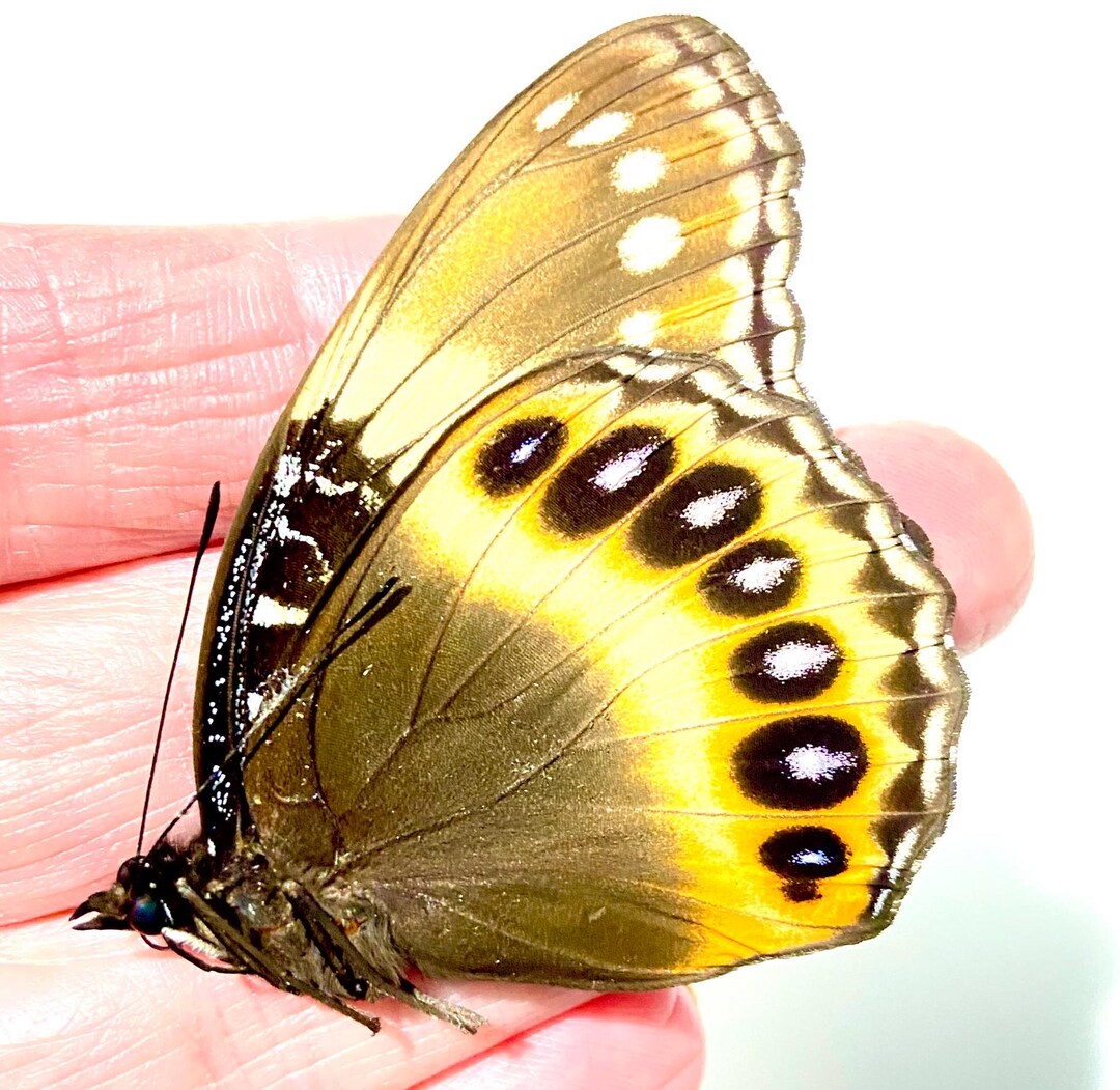Hypolimnas Pandarus. Real Butterfly. Un-set Folded Wings ...