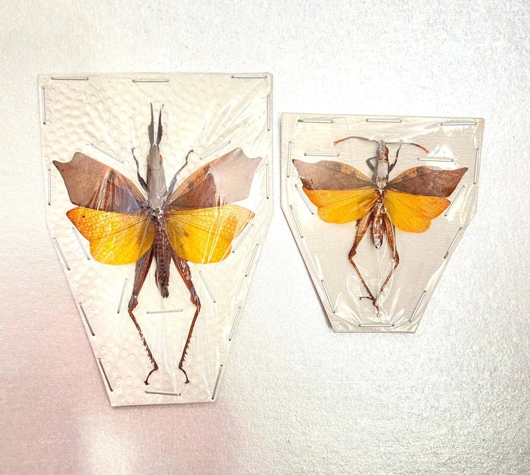 Leaf Winged Grasshopper. Trigonopteryx Celebesia. Real Insect Specimen ...
