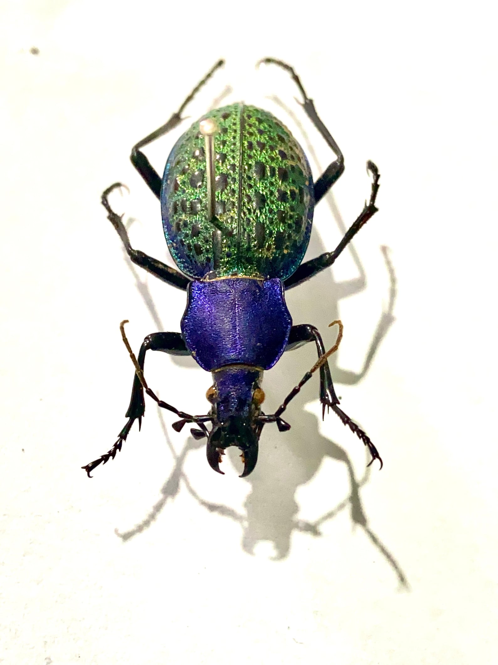 Carabus Elysii. Chinese Ground Beetle. Real Insect Specimen ...