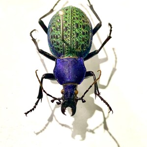 Carabus Elysii. Chinese Ground Beetle. Real Insect Specimen ...