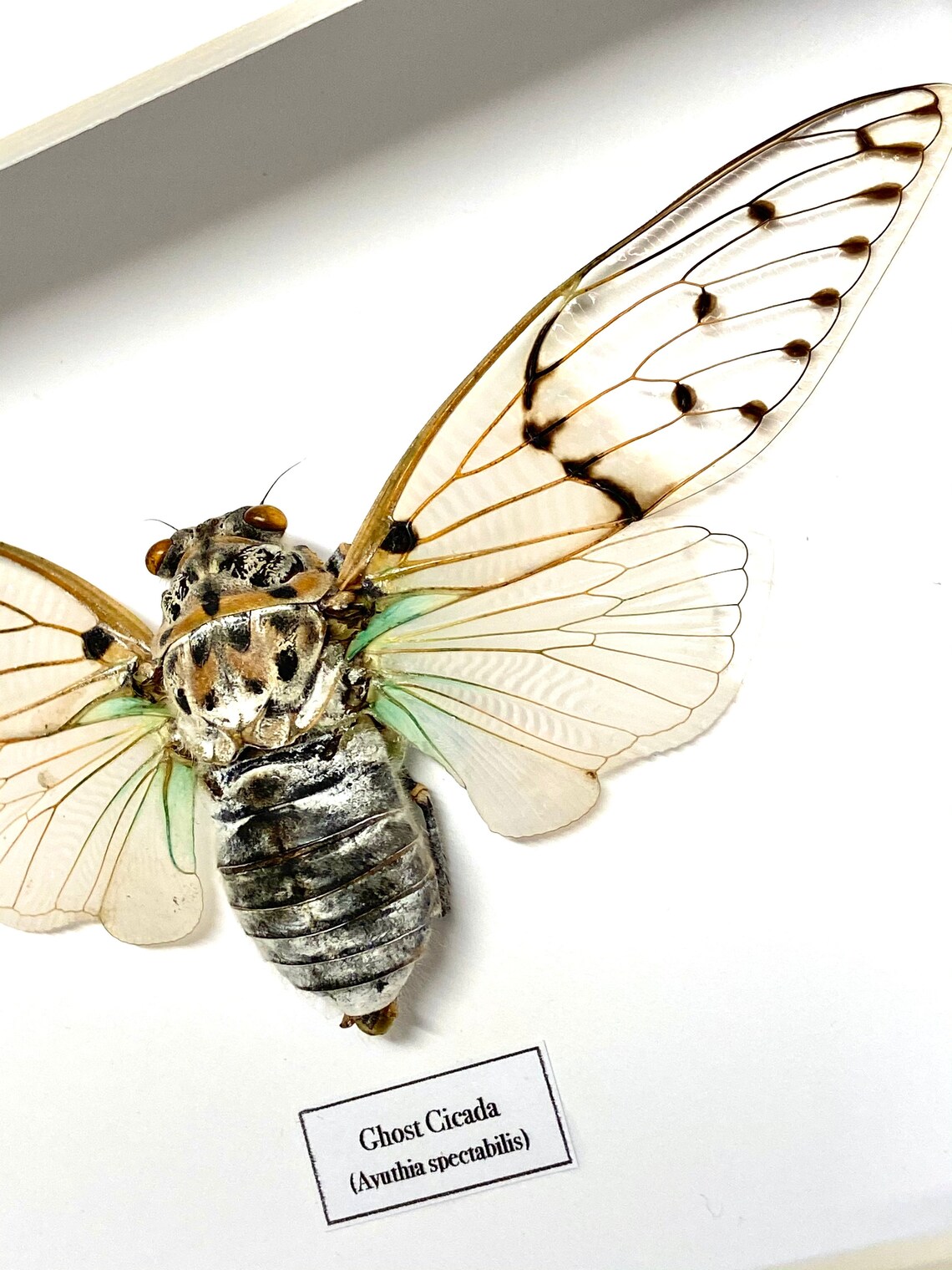 Ghost Cicada ayuthia Spectabilis Real Insect Specimen. | Etsy