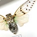 Ghost Cicada (ayuthia Spectabilis) Real Insect Specimen. Framed. - Etsy UK