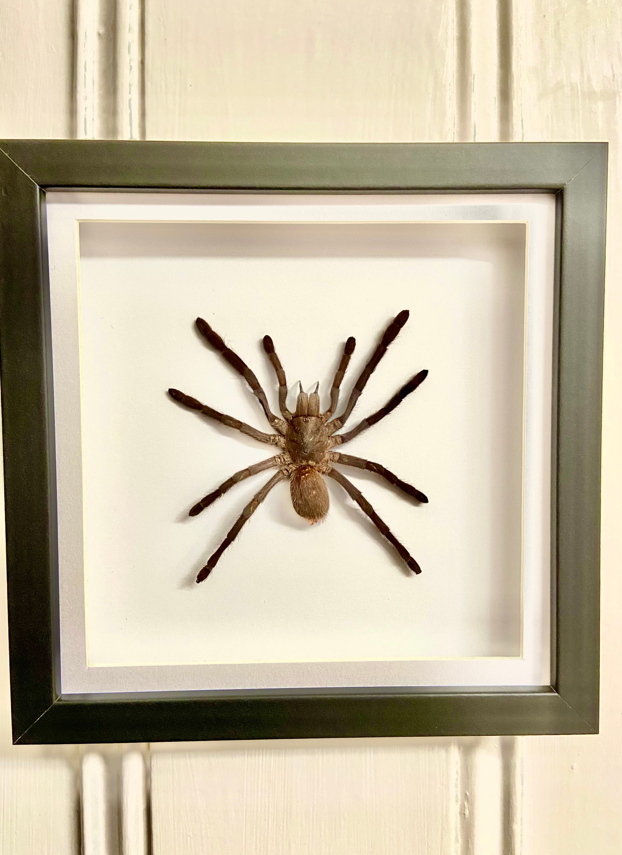 Tarantula. eurypelma Spinicrus Real Specimen Framed. - Etsy UK