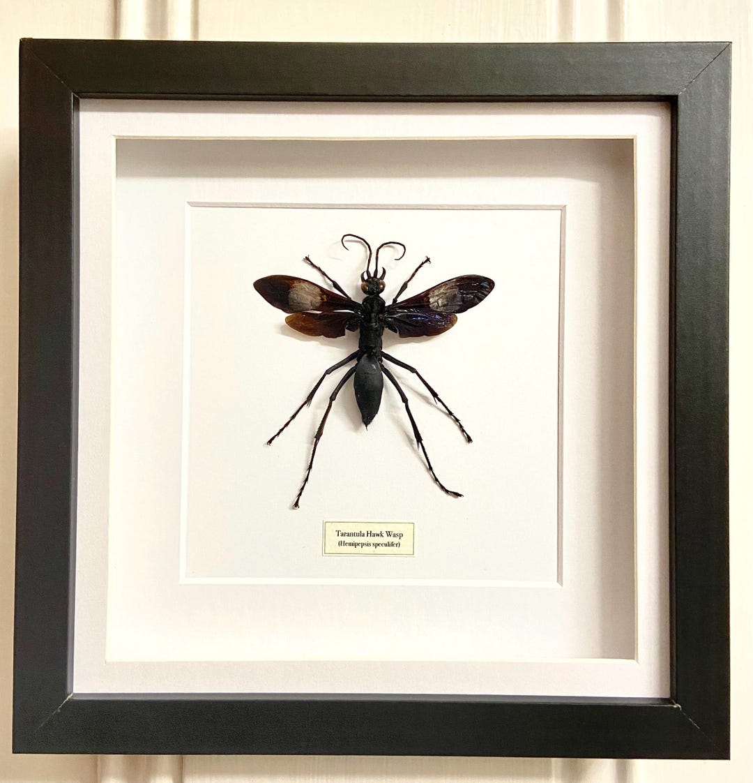 Tarantula Hawk Wasp (hemipepsis Speculifer) Framed Insect. Real Insect ...