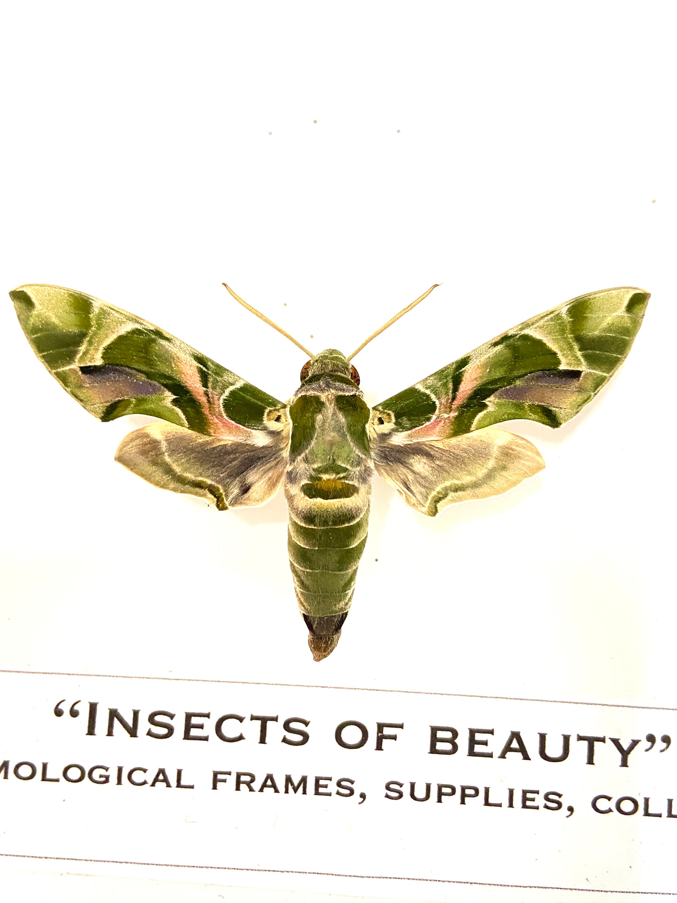 Oleander Hawkmoth daphnis Nerii Real Specimen.ready Set for - Etsy
