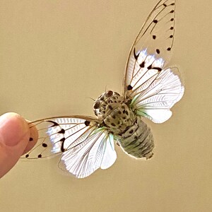 Ghost Cicada ayuthia Spectabilis Unframed Specimen. A1 Quality. Cicada ...