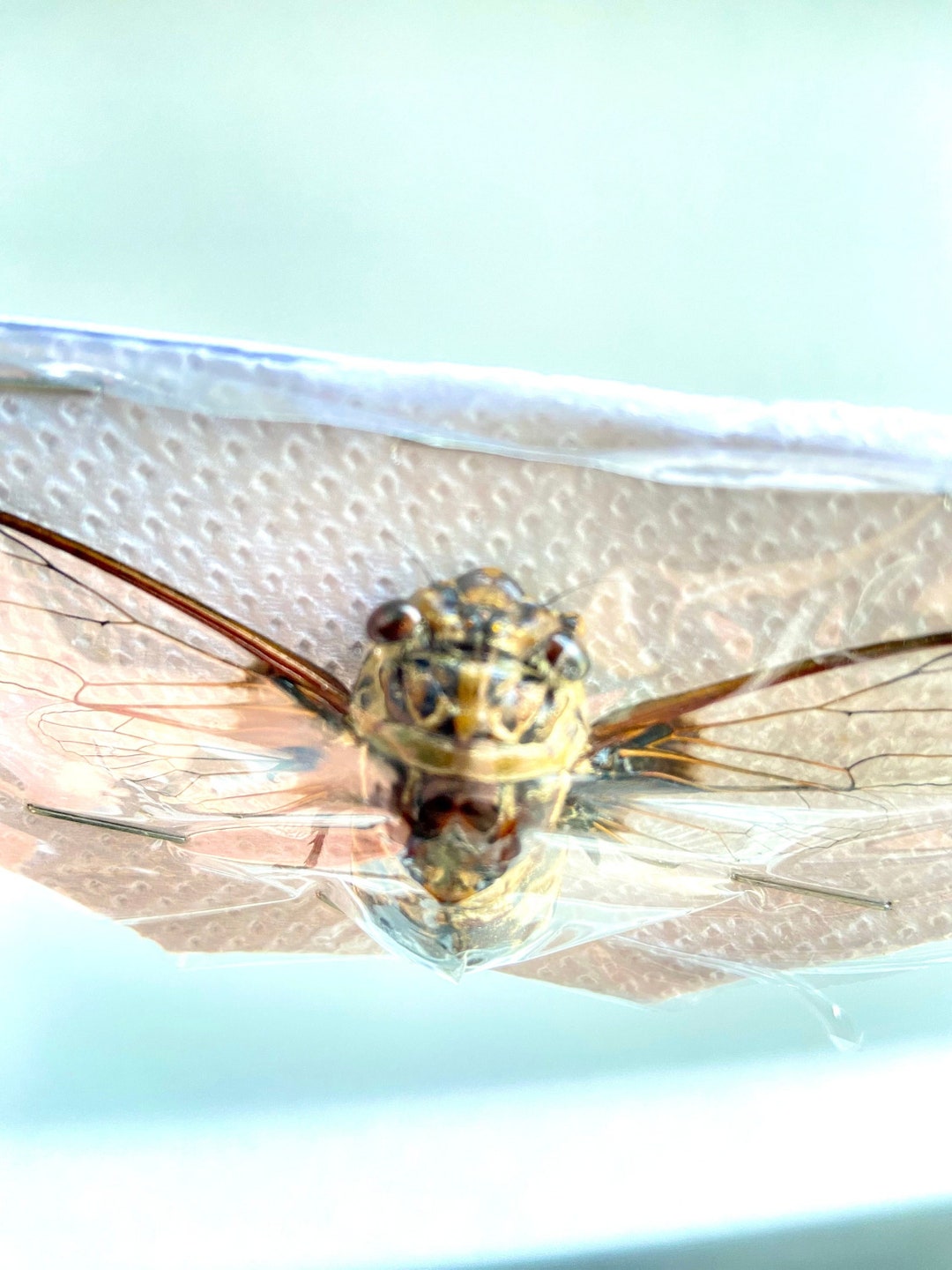 Macrosemia Tonkiniana. Cicada. Real Unframed Specimen. Cigale ...