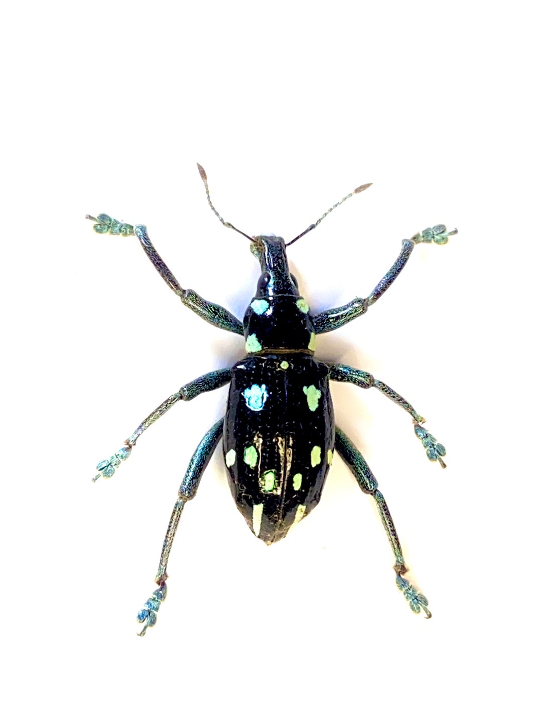 Rhinoscapha Lunulata. Real Specimen.weevil - Etsy