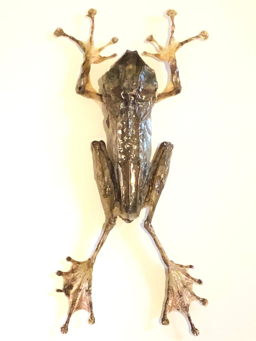 Bongao Tree-frog. Real Preserved Specimen. Frog. Toad. Oddities ...