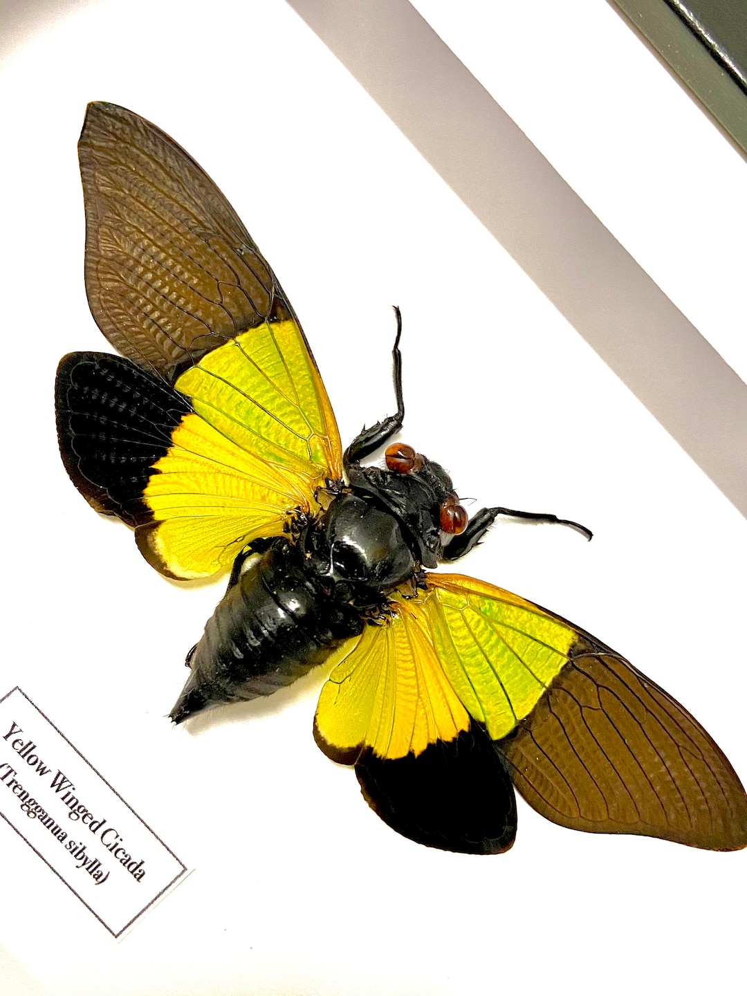 Yellow Winged Cicada (trengganua Sibylla) Real Insect Framed Entomology ...