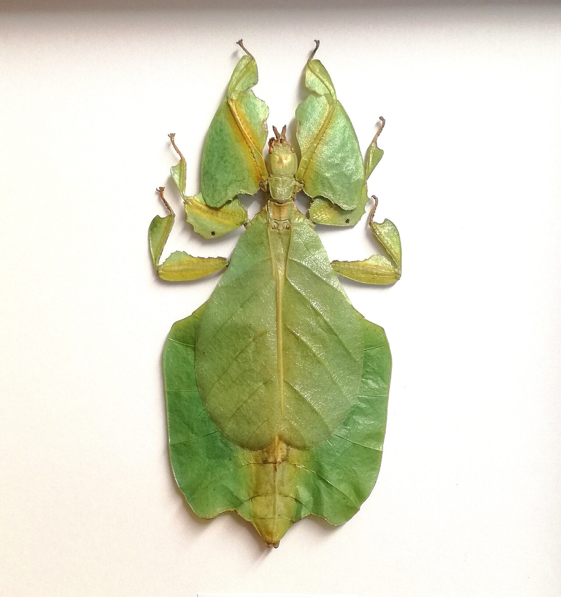 Giant Leaf Insect phylium Bioculatum Pulchrifolium Real - Etsy UK