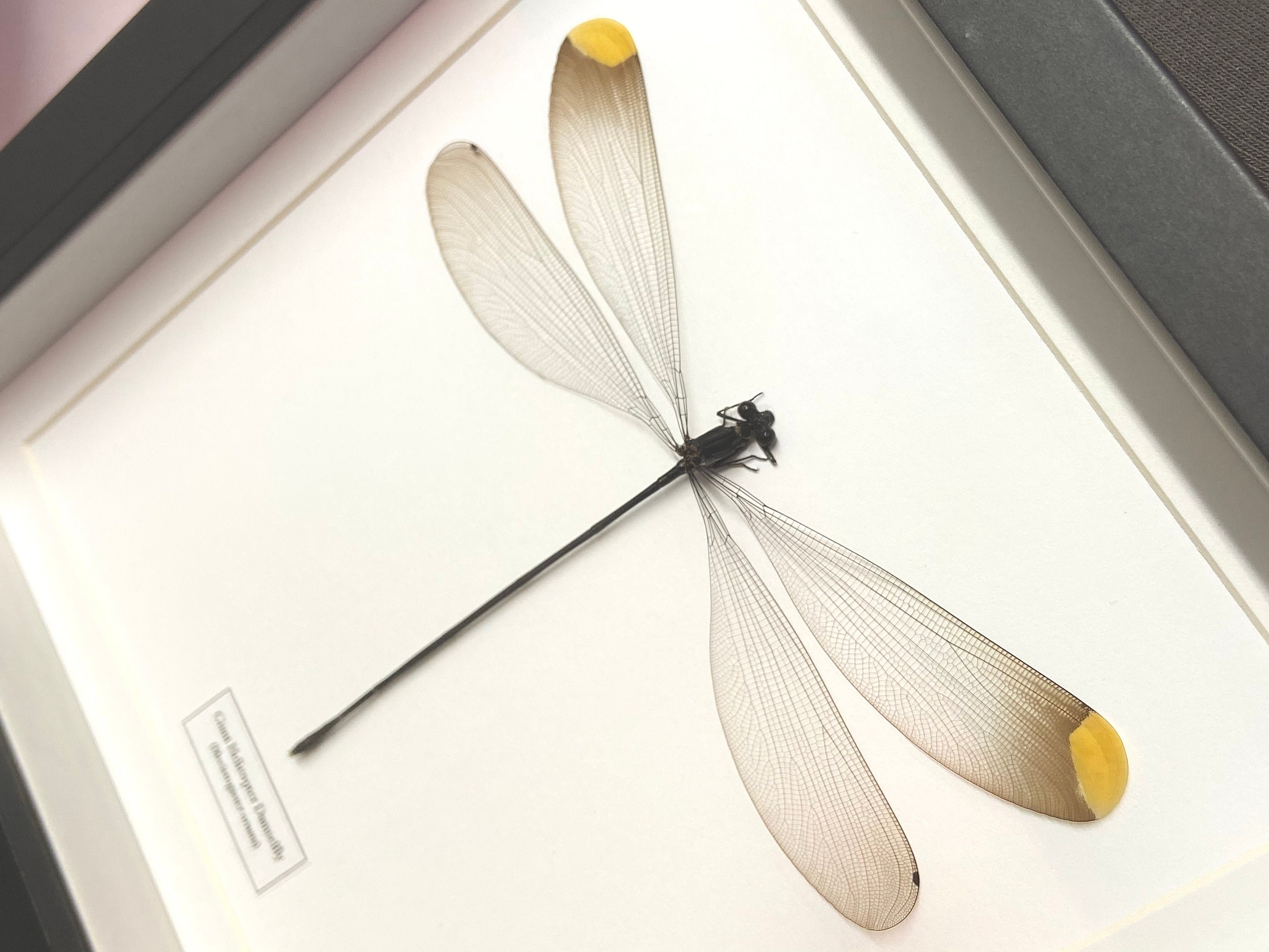 Giant Helicopter Damselfly mecistogaster Ornate Real Framed | Etsy