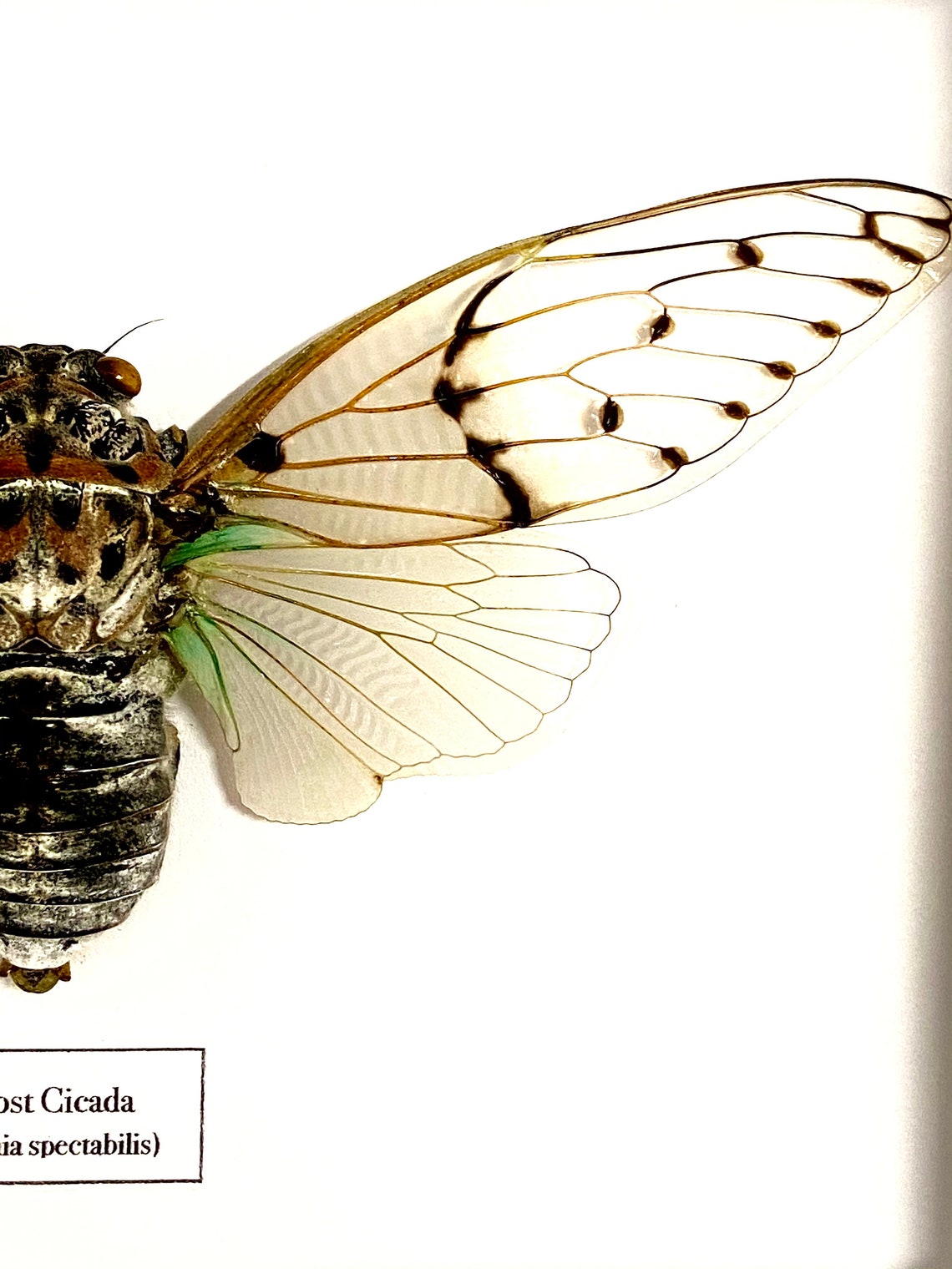 Ghost Cicada ayuthia Spectabilis Real Insect Specimen. | Etsy