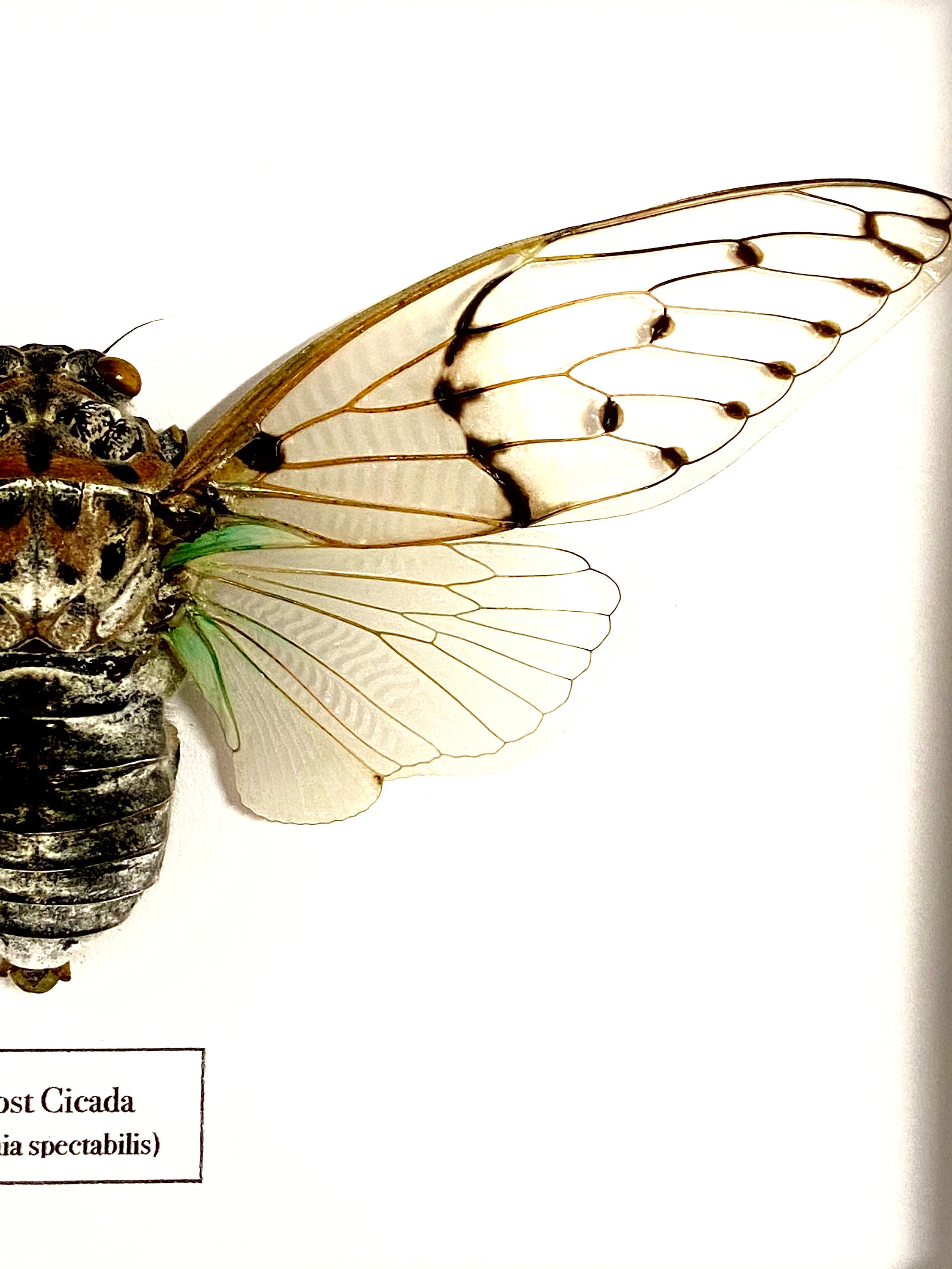 Ghost Cicada (ayuthia Spectabilis) Real Insect Specimen. Framed. - Etsy
