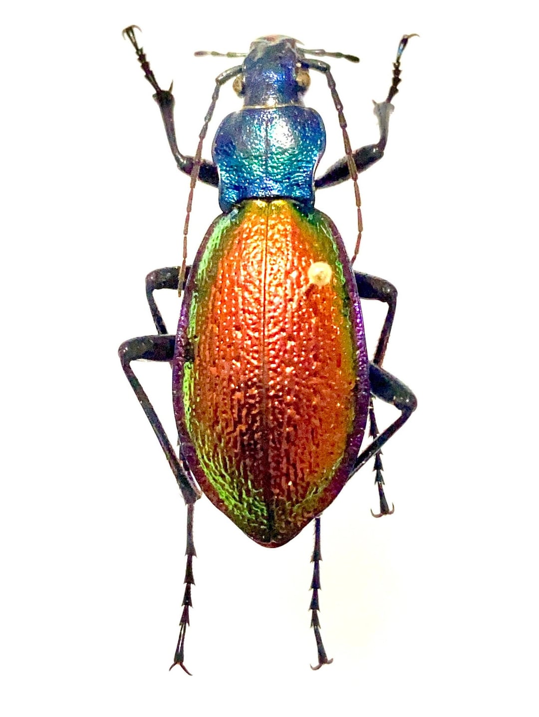 Carabus Hispanus. Ground Beetle.carabidae. Real Insect Specimen. - Etsy