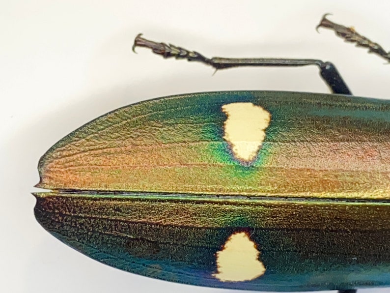 Large Jewel Beetle (megaloxantha Mouhouti) Real Specimen - Etsy