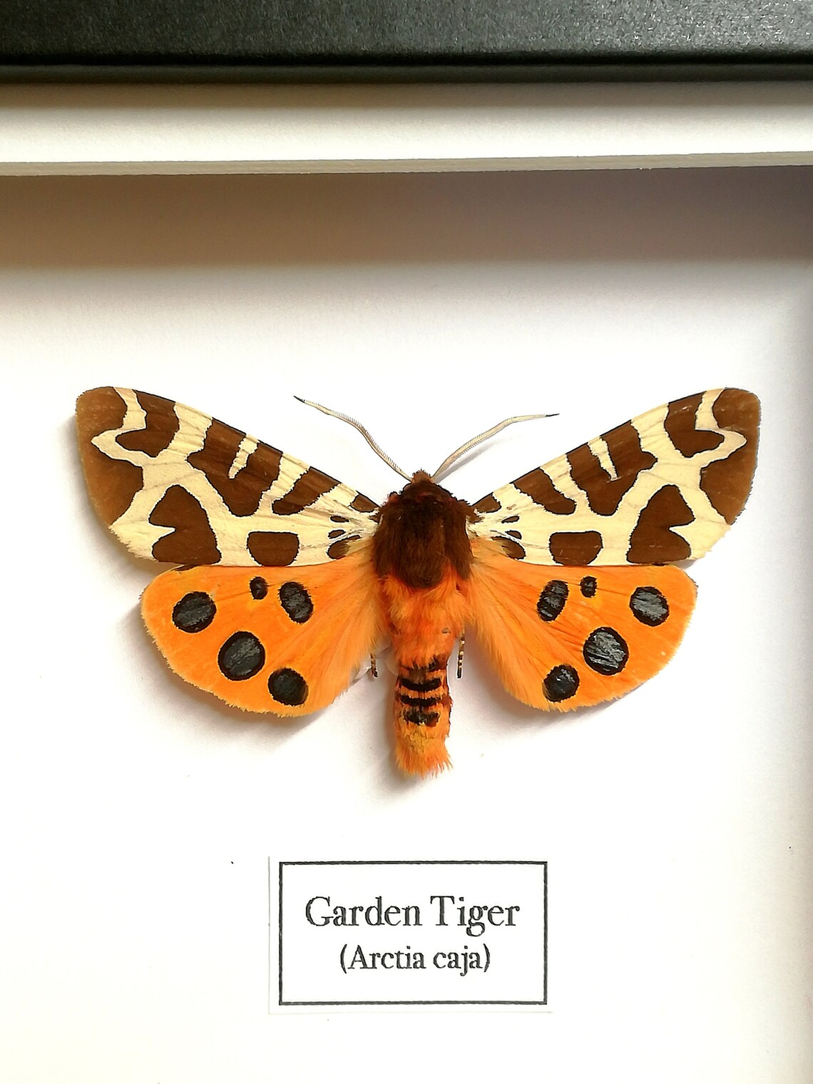 Garden Tiger Moth arctia Caja Real Moth Framed Entomology | Etsy