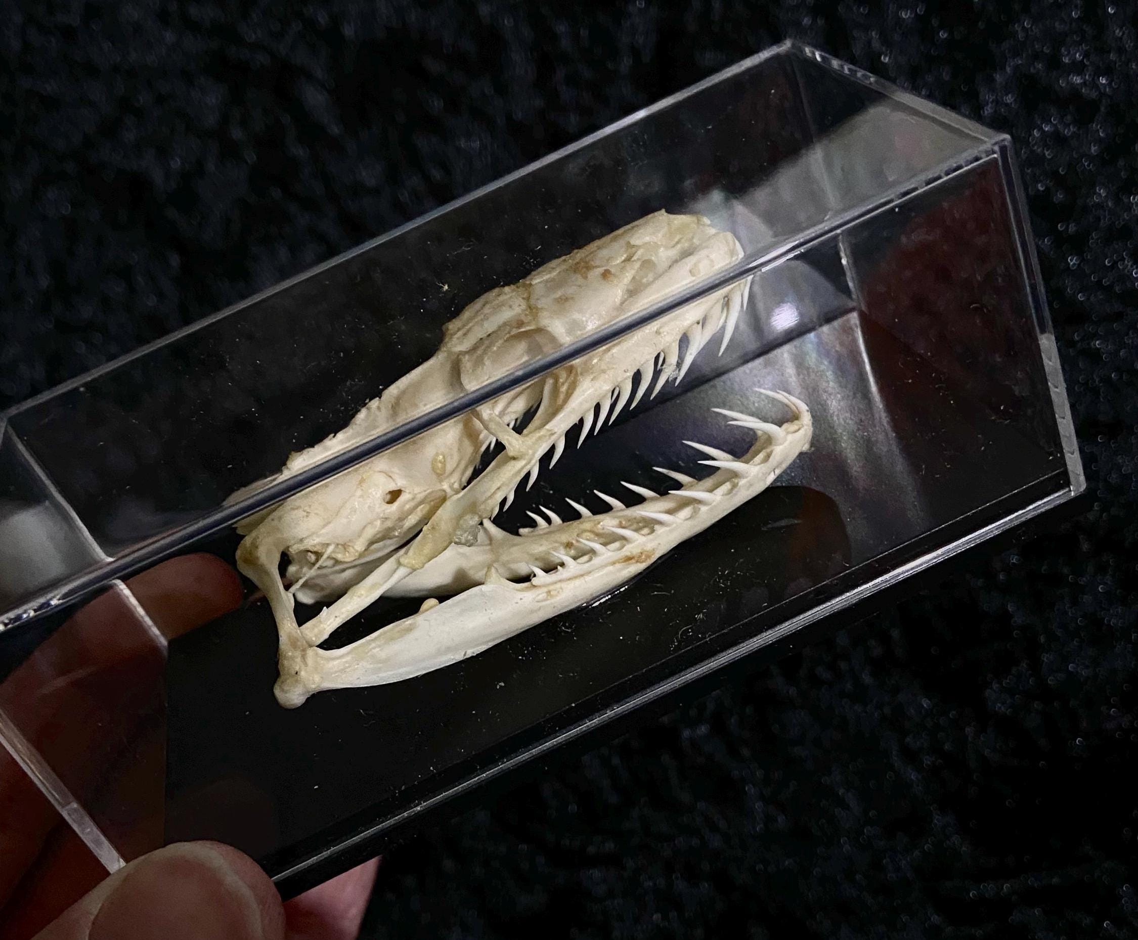 Snake Skull. Display Case. Puff Faced Water Snake. Snake. Reptile ...