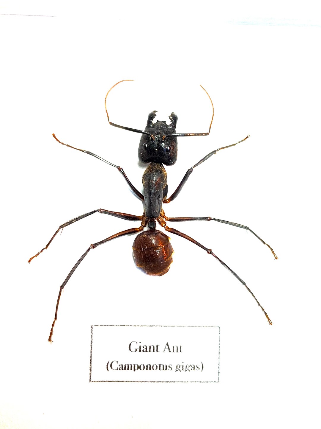 Ant Giant Forest camponotus Gigas Real Specimen - Etsy