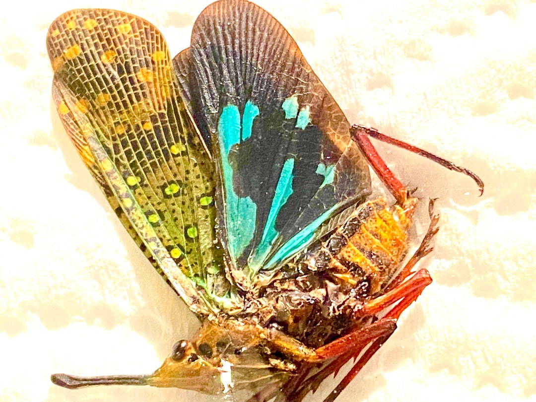Lantern Fly (saiva Bullata). Real Insect Specimen. Framed Insect ...